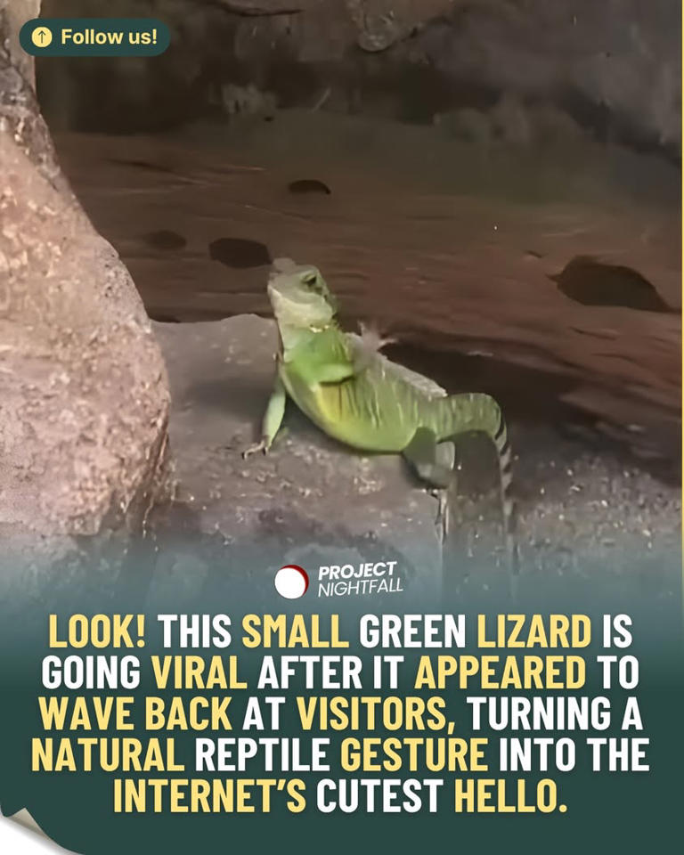 Unbelievable: Waving lizard stuns millions, challenging science with a ...