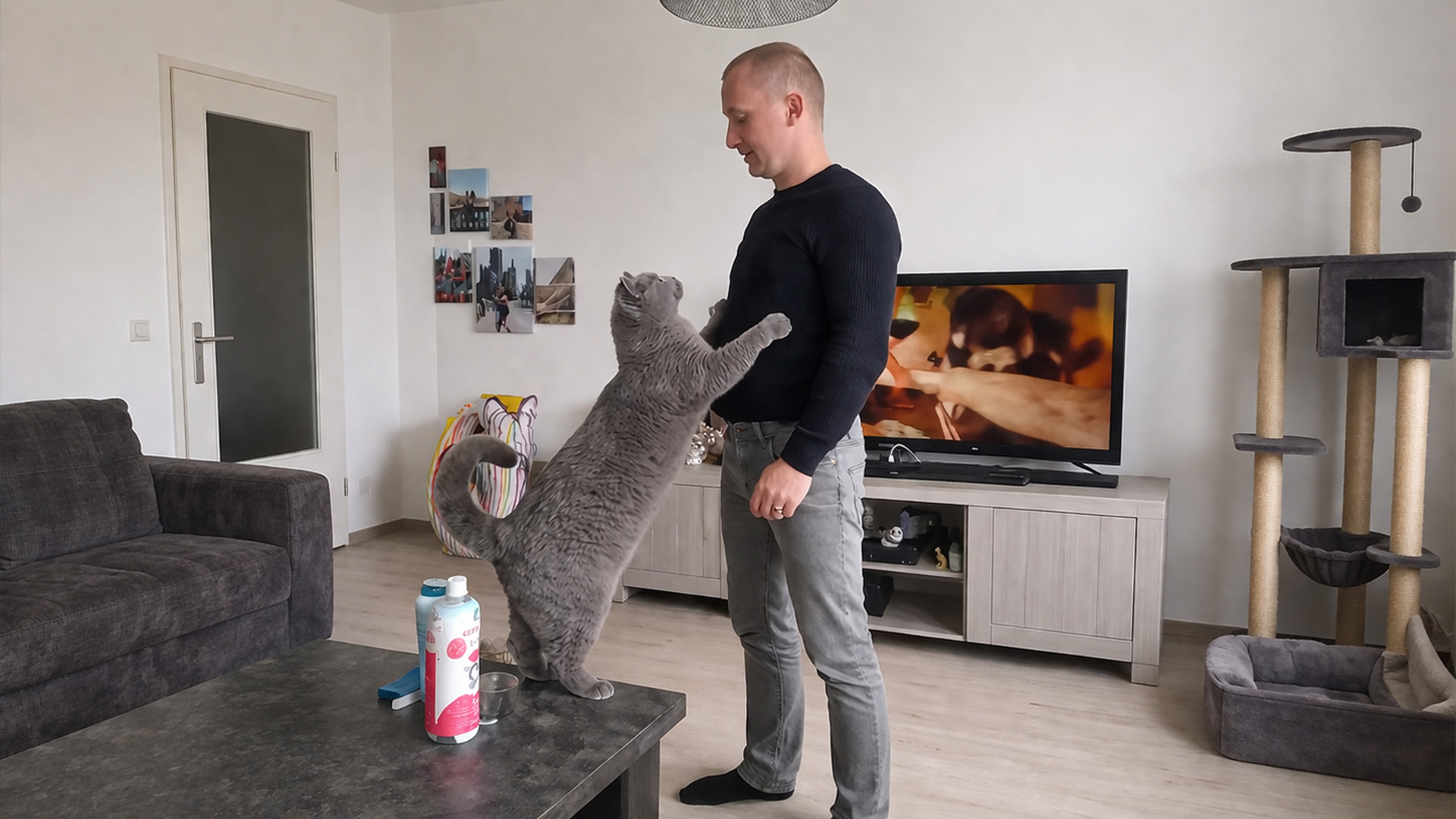 Cat hugs owner while standing upright