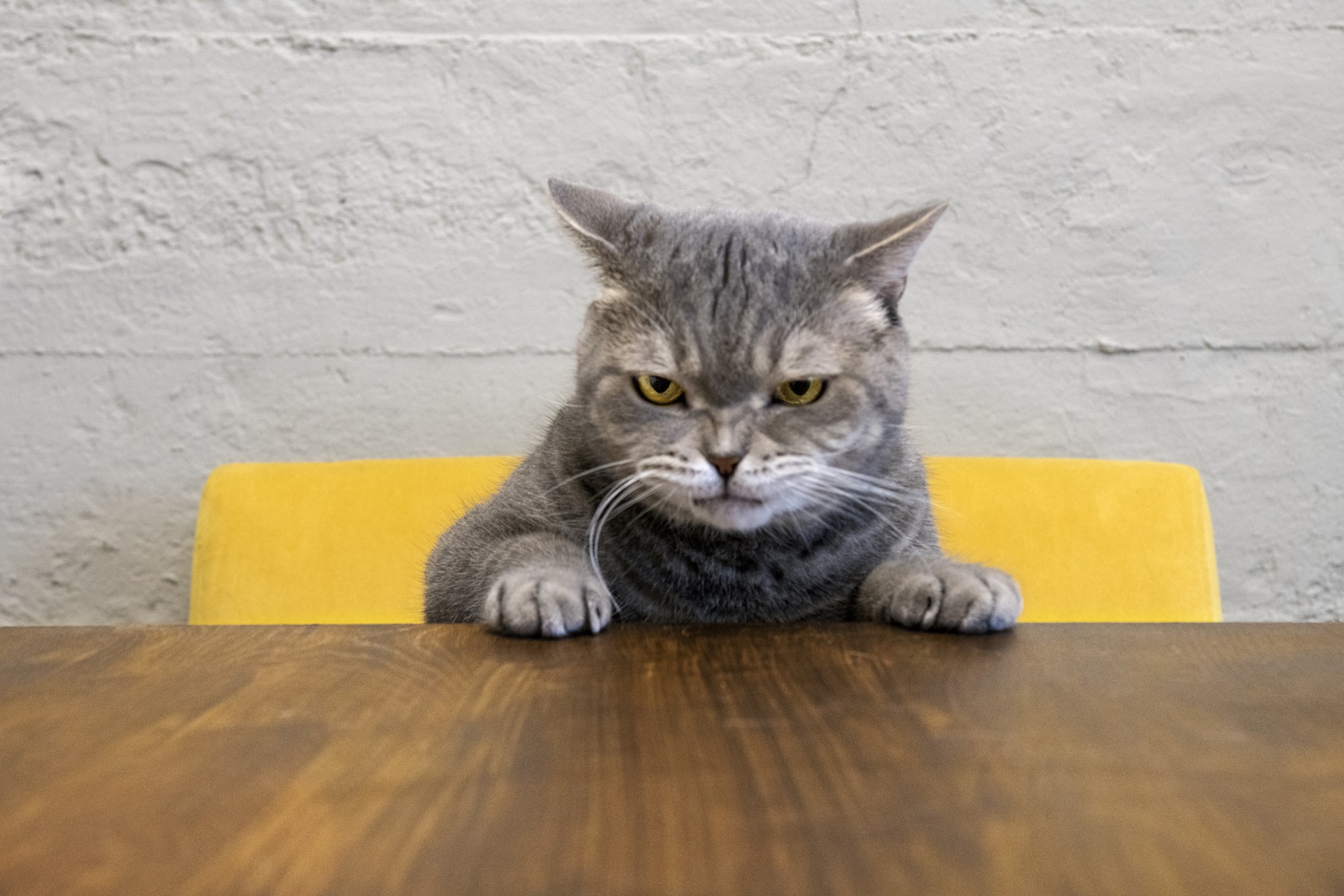 The CIA’s ‘Spy Cat’ project: A strange Cold War story