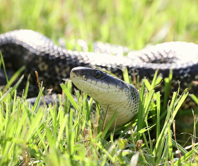 It's illegal to kill certain snakes in GA. Here's which ones and why