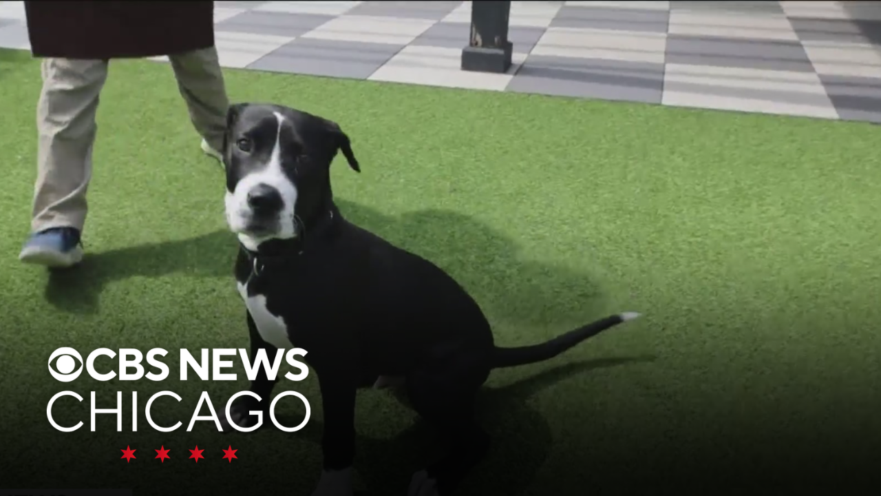 PAWS Chicago pet of the week: 5-month-old Cacio