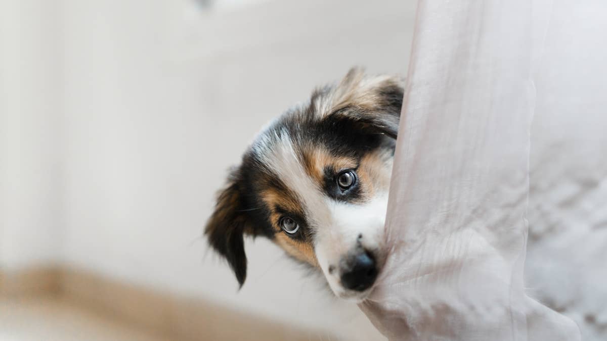 7 words that make dogs feel unsafe, according to a trainer