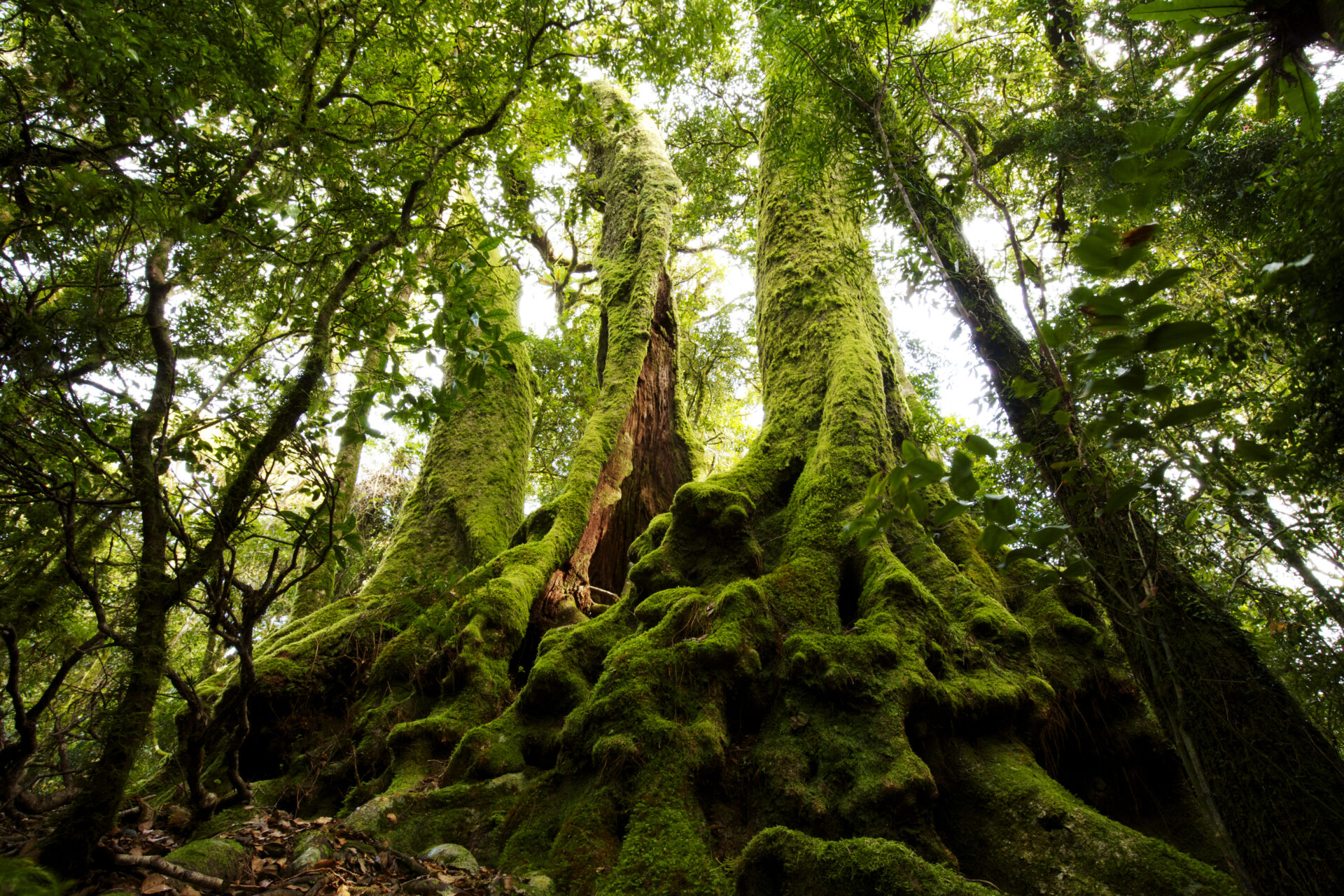 ¿Conoces los bosques más antiguos del mundo? Ven a descubrirlos