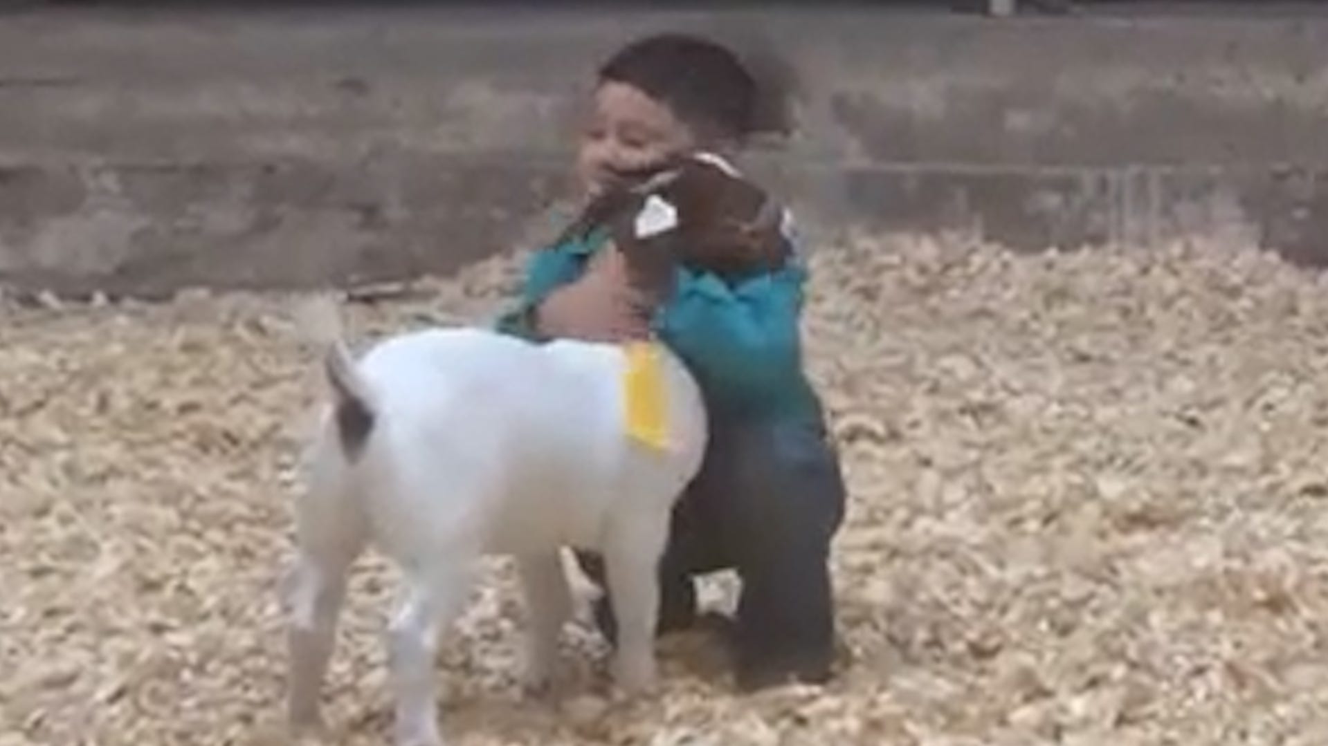 From goats to cats, these pets are stealing the spotlight for National ...