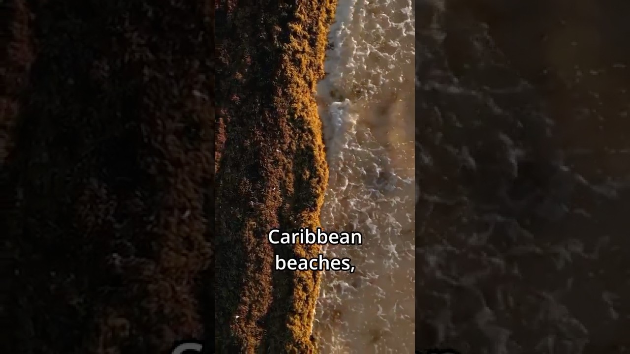 Can sargassum power our daily lives?