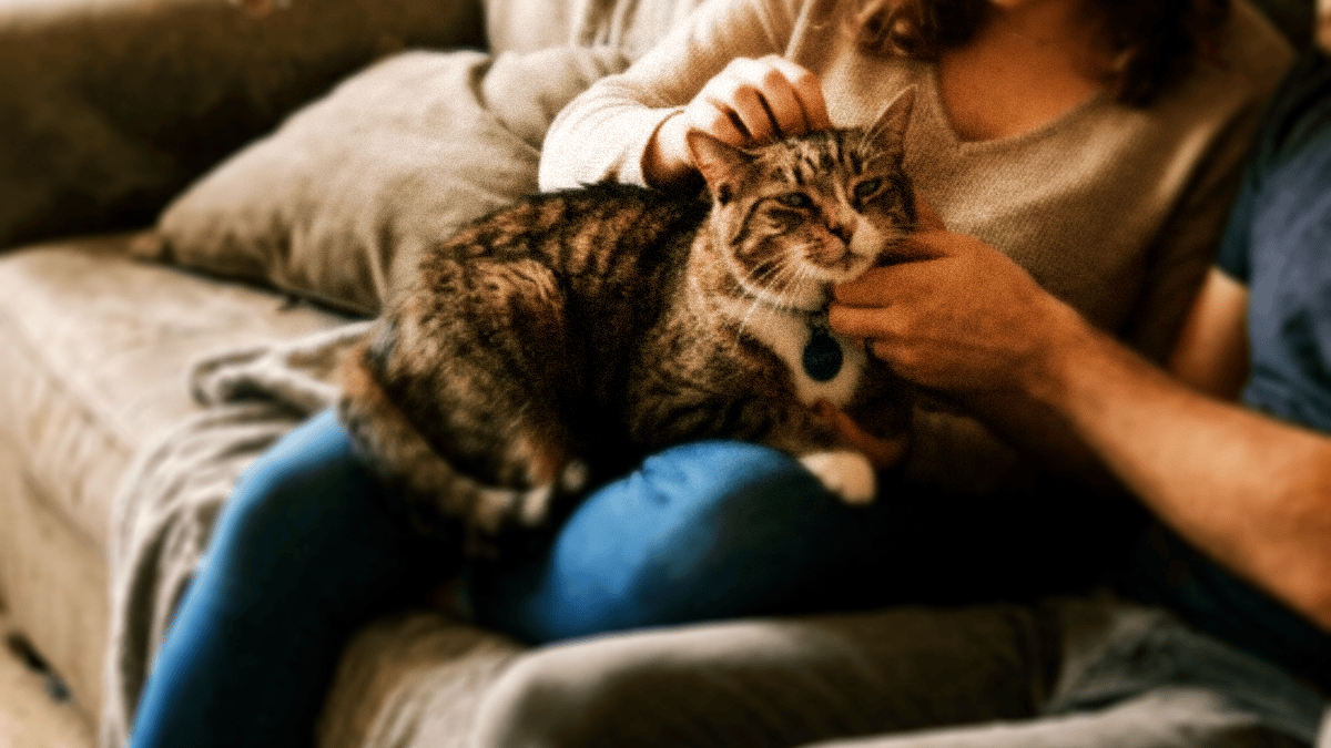 A family adopts the least popular cat and discovers he was the most ...