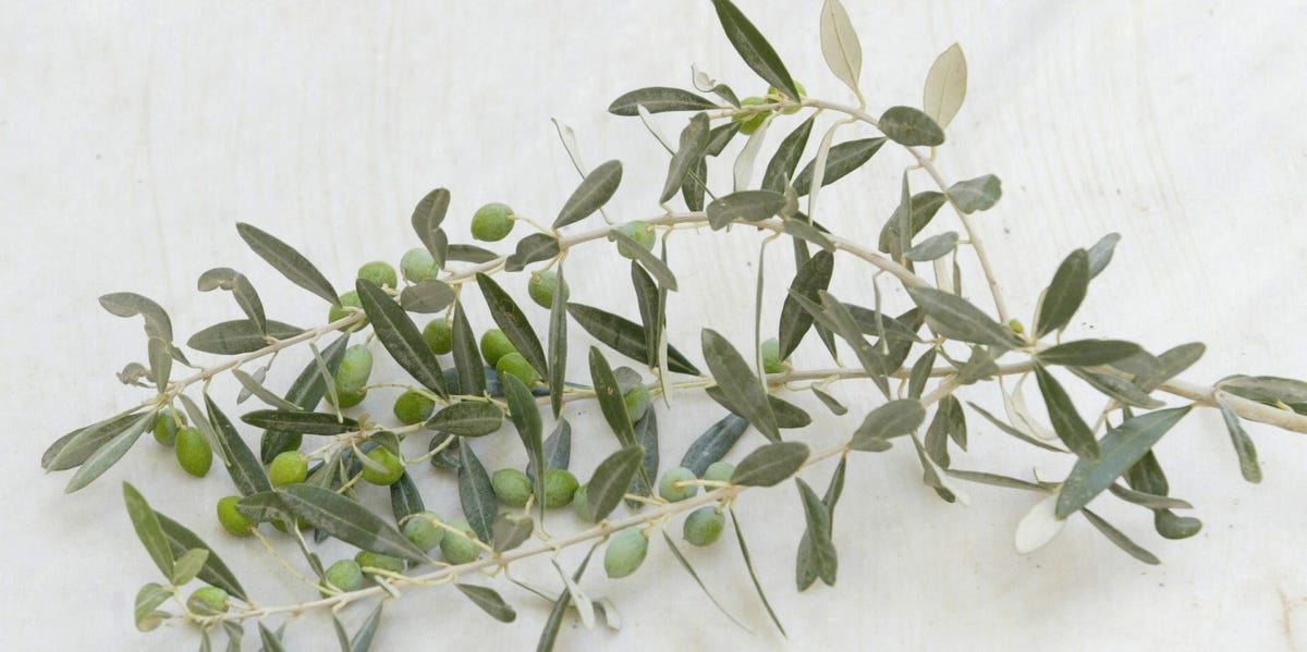 Yes, you can grow an olive tree indoors—here's how