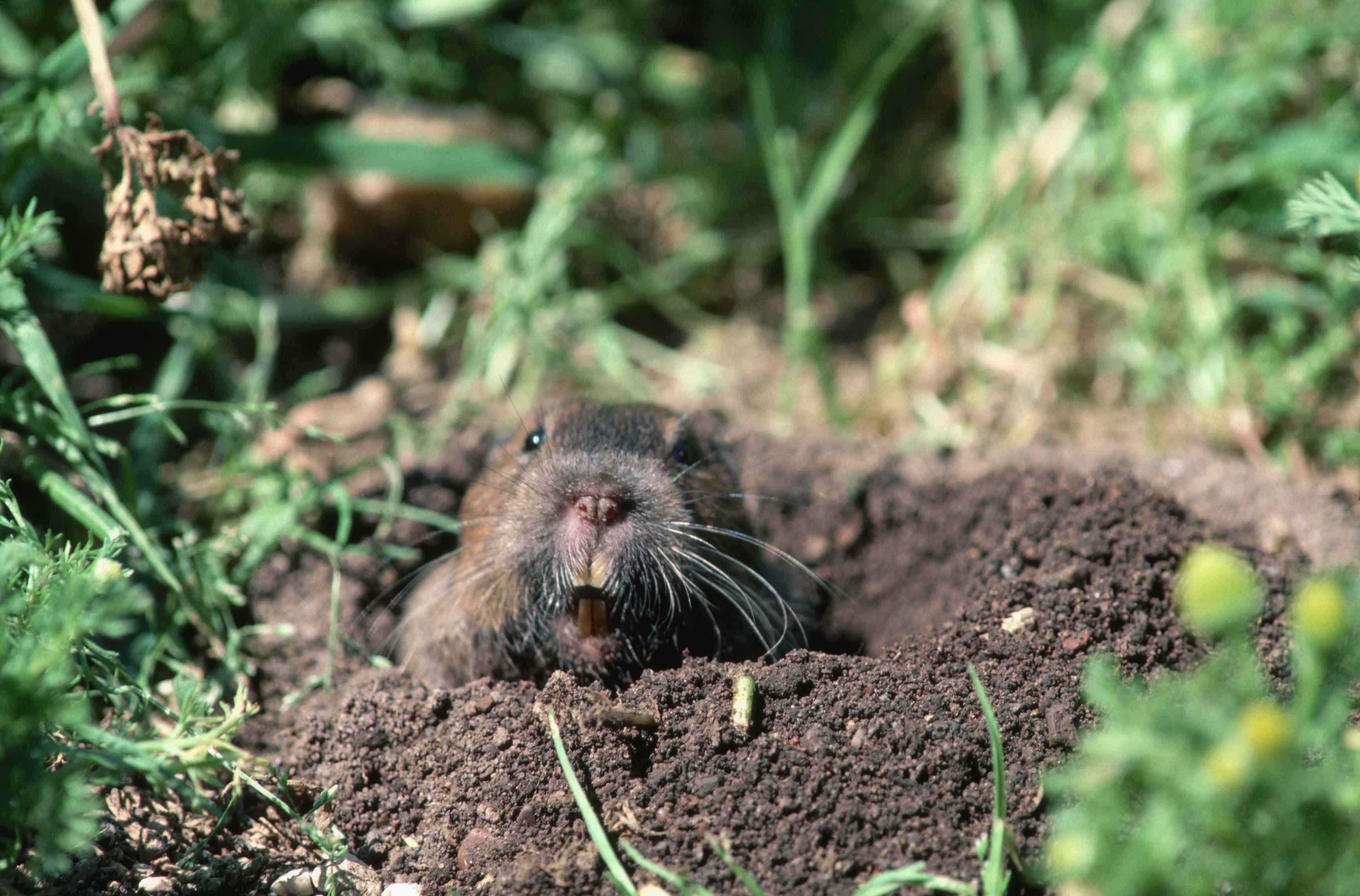 How to get rid of gophers in your yard quickly before they ruin your lawn