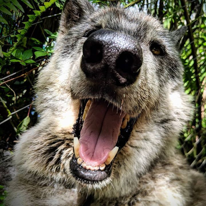 DNA shows Yuki was nearly all wolf