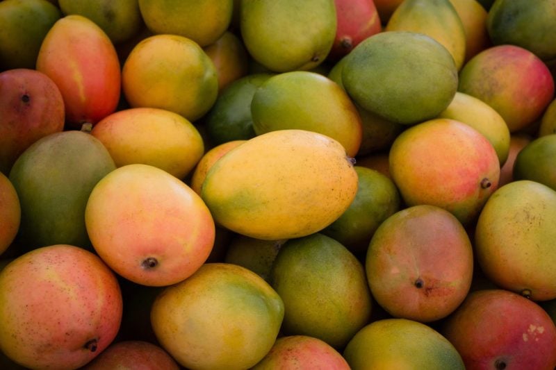 Morocco becomes main bet for Malian mango exporters after EU suspension