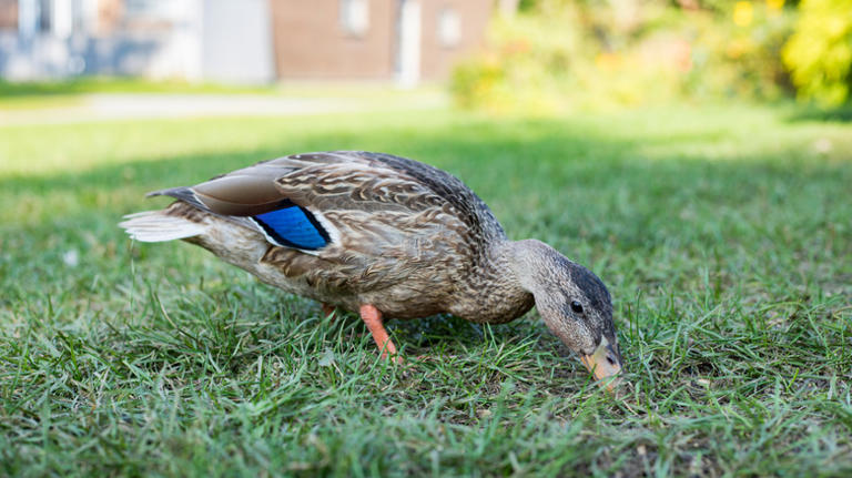 What to do if you find duck eggs in your yard