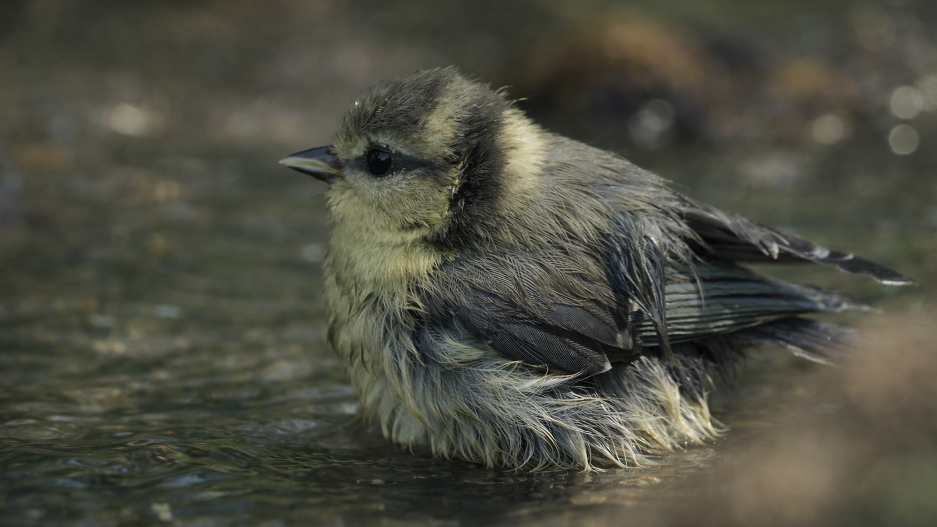 Camera trap captures a small bird cooling off in the water
