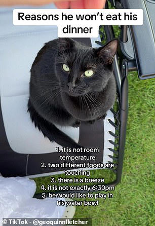 You're feeding your cat wrong! Experts reveal why felines leave so much ...