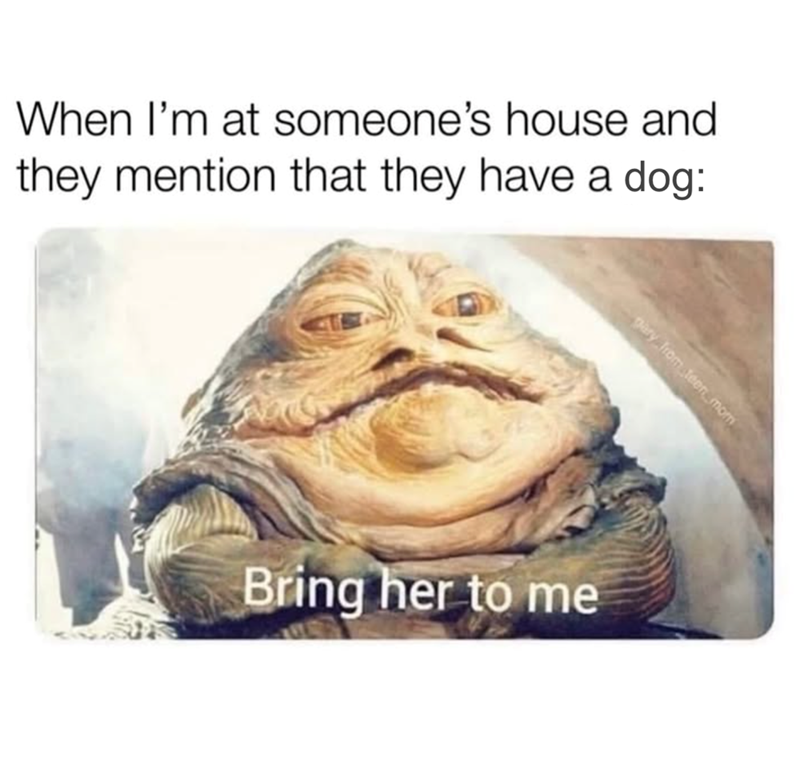 A wholesome doggo break to fill your cup with dog meme pawsitivity