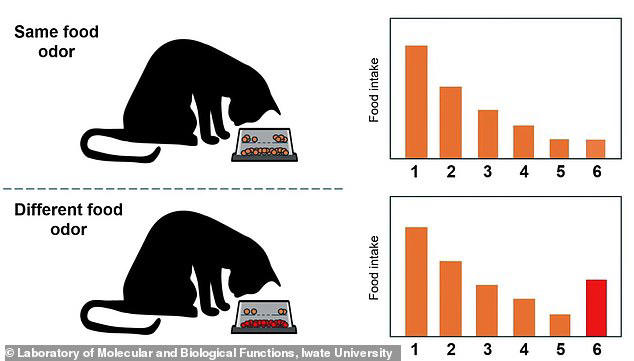 You're feeding your cat wrong! Experts reveal why felines leave so much ...