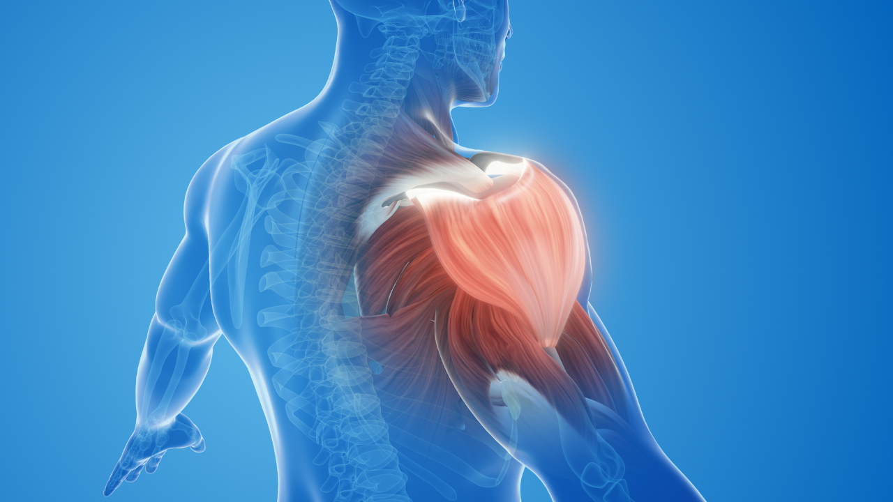 Muscle loss could be your liver’s first distress signal: Hidden signs ...