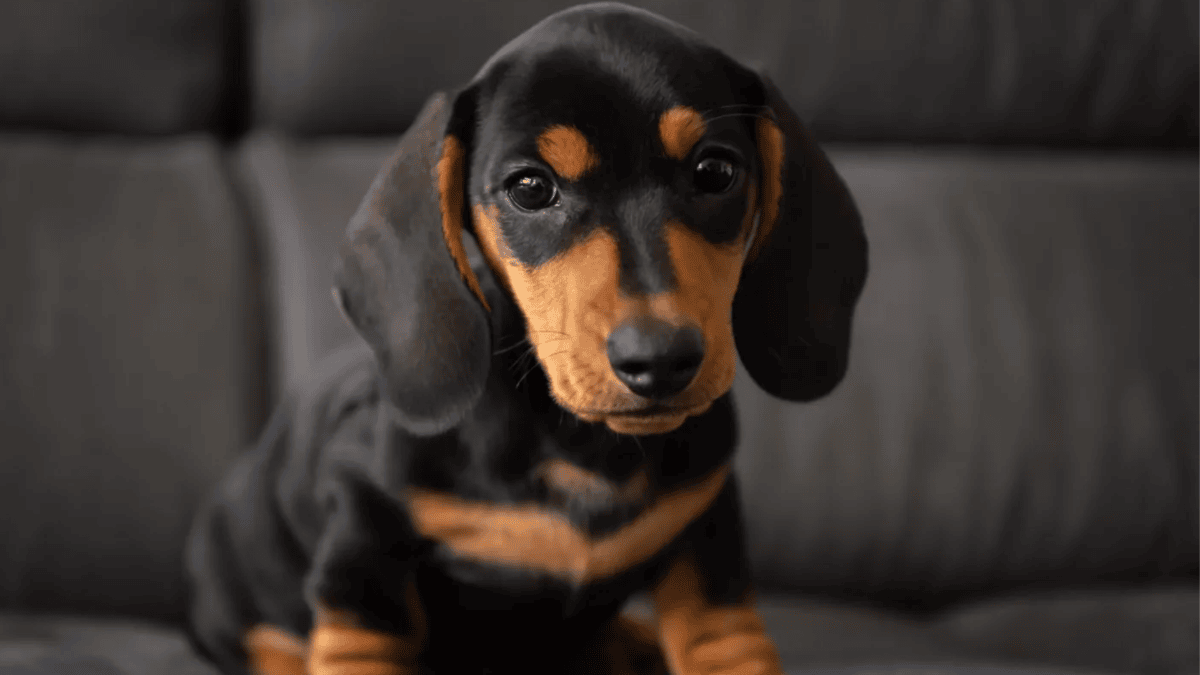 9 dog breeds that get jealous easily (they want you all to themselves ...