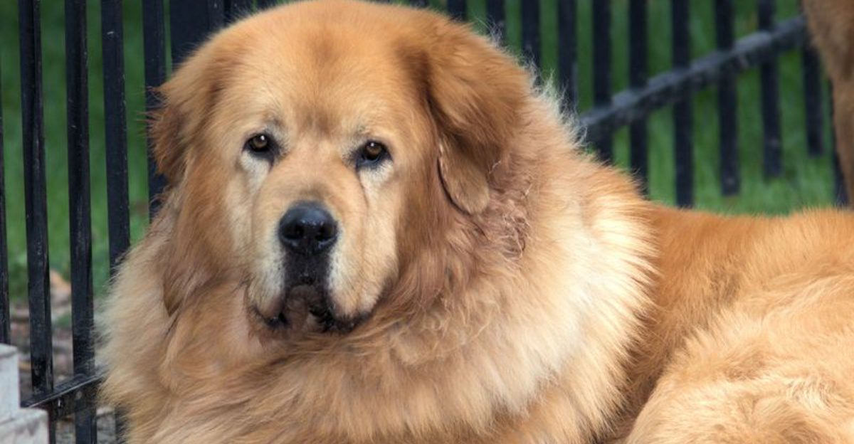These 15 giant dog breeds look impressive – but experts say there's ...
