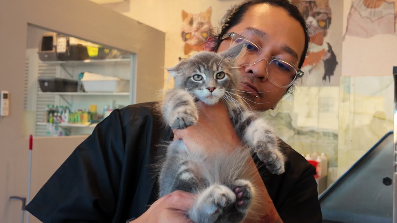 Migi the Maine Coon’s first groom