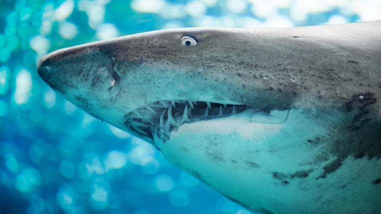 How to 'hypnotize' a shark, according to science