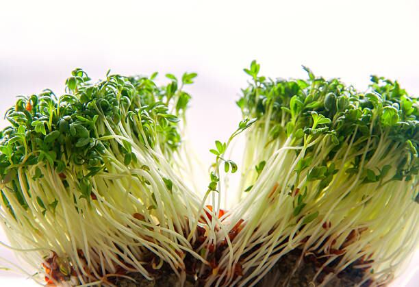 Cuáles son los beneficios de tomar agua de alfalfa con piña