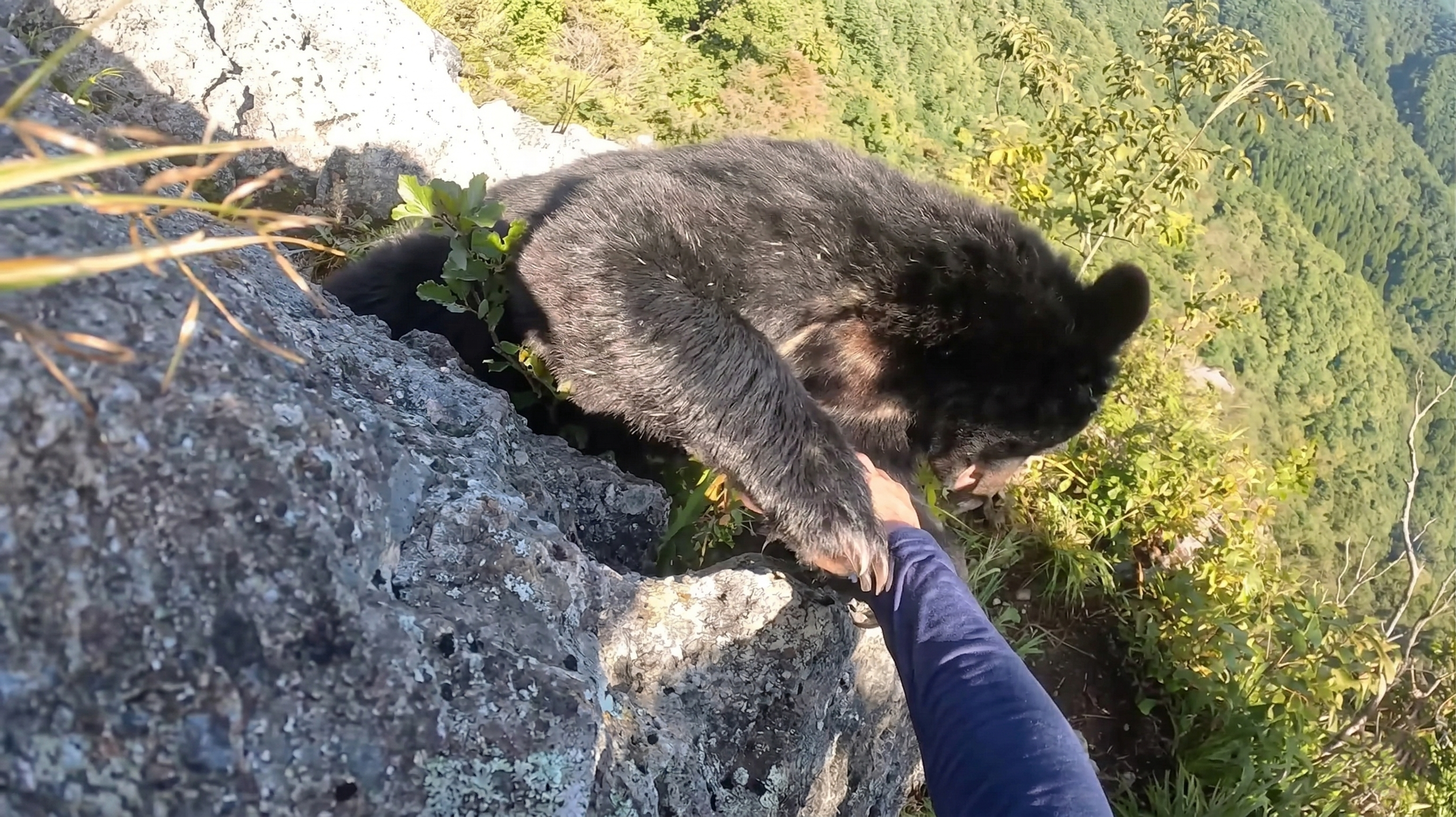 Watch what happens when a bear attacks a rock climber