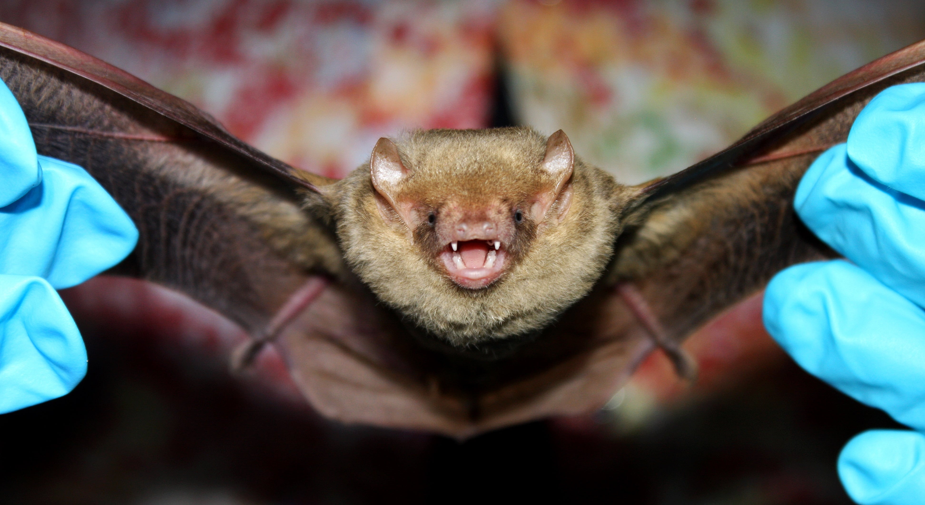 Bat maternity season starts April 16 in Florida | What you need to know
