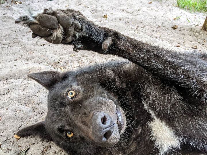 DNA shows Yuki was nearly all wolf