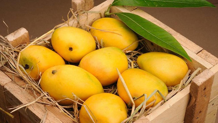 Which city is called the mango capital of the world? Check here to know