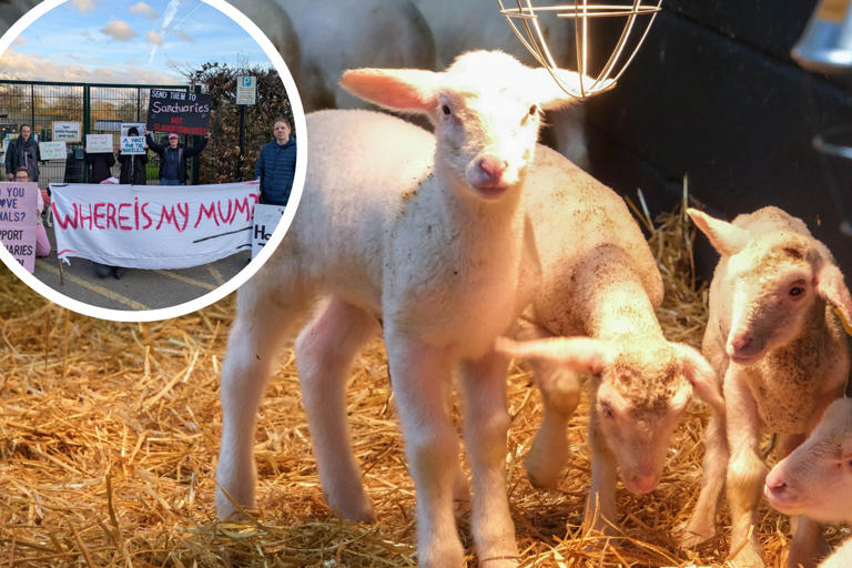 Protest group asks if family fun at Sheffield lamb feeding creates ...
