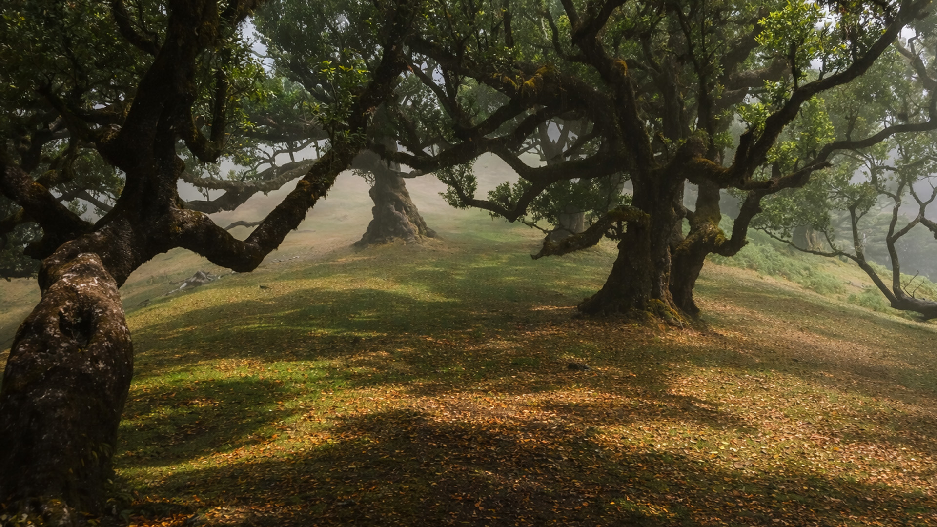 Apakah ini hutan paling misterius?