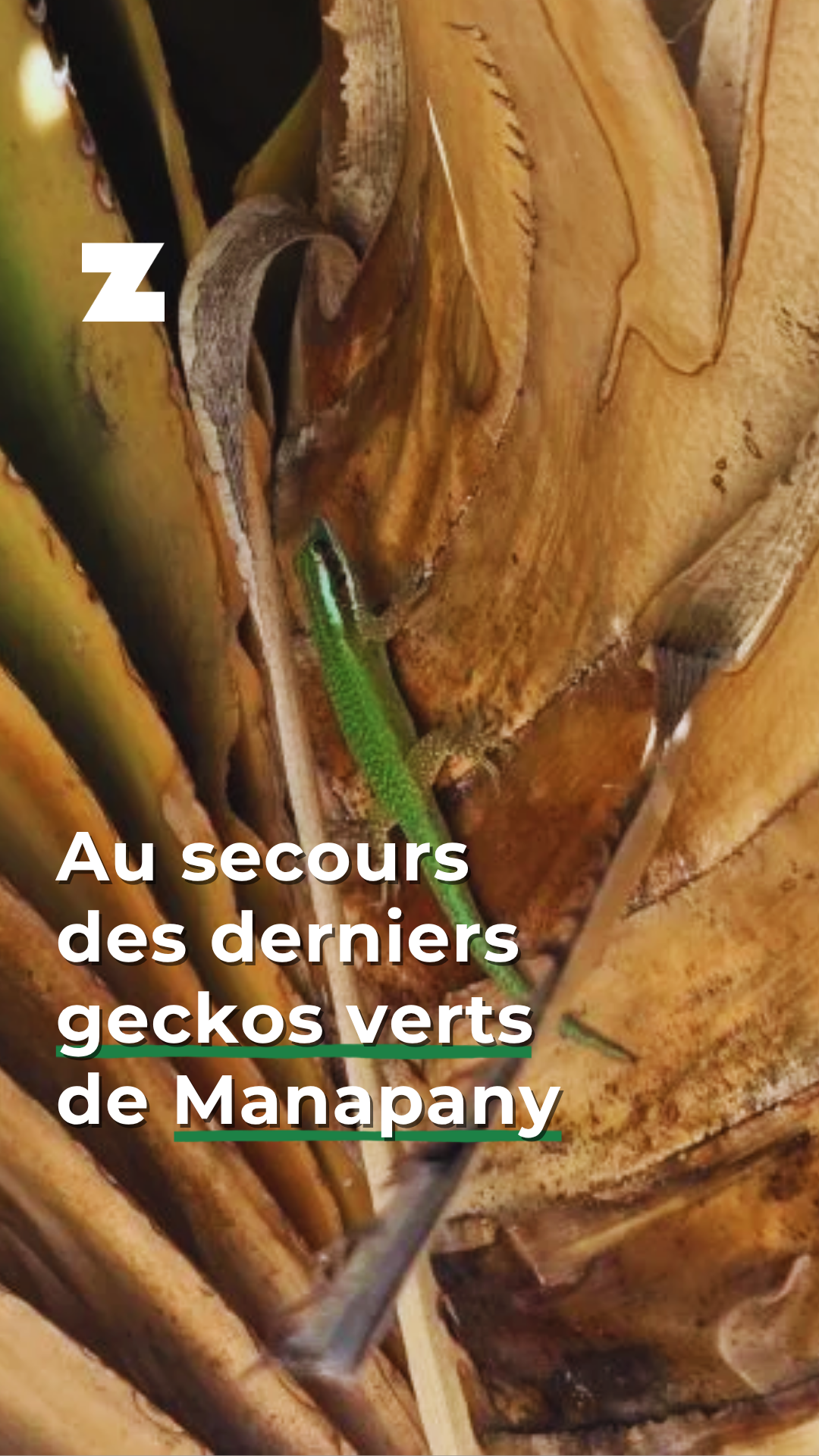 Au secours des derniers geckos verts de Manapany
