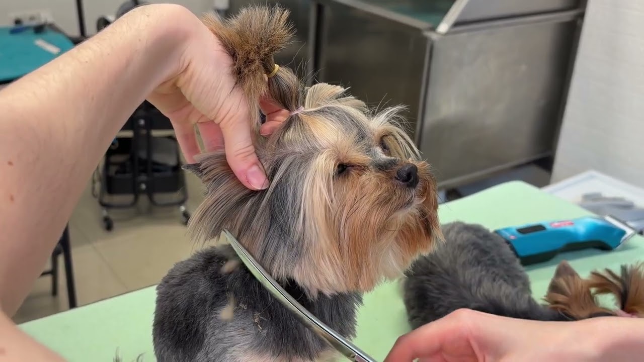 Yorkshire terrier transformation: Step-by-step Yorkie grooming ...