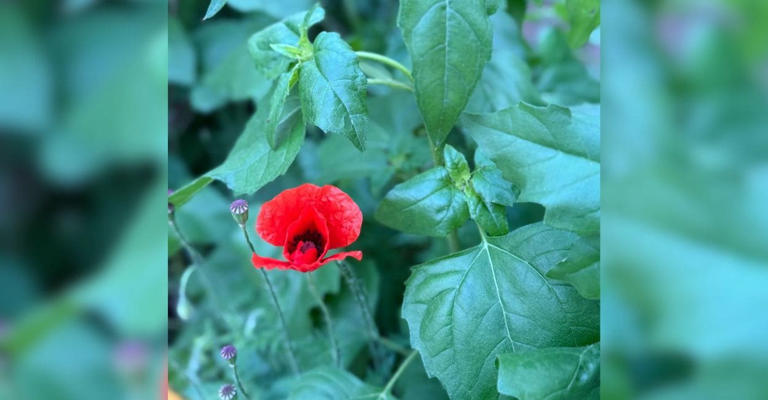 We should not mind so small a flower