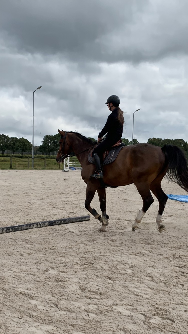 Jong paard aarzelt voor een sprong