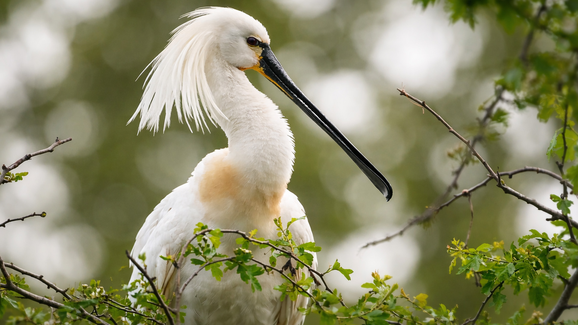 Wo findet man diesen Vogel?