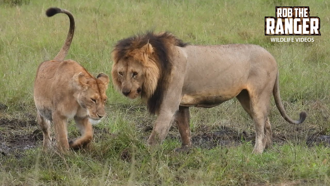 Lions finish a massive giraffe meal and go to sleep