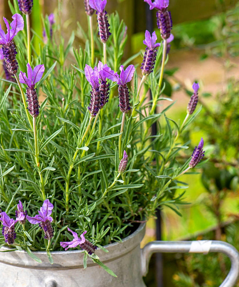 5 beautiful container plants with an unexpected benefit – they'll keep ...