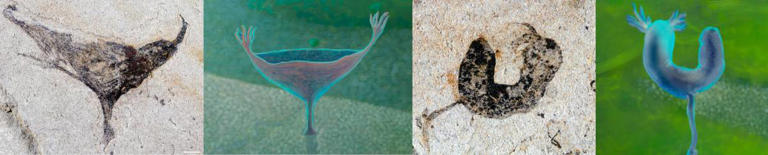Evolução animal pode ter começado milhões de anos antes do que se pensava