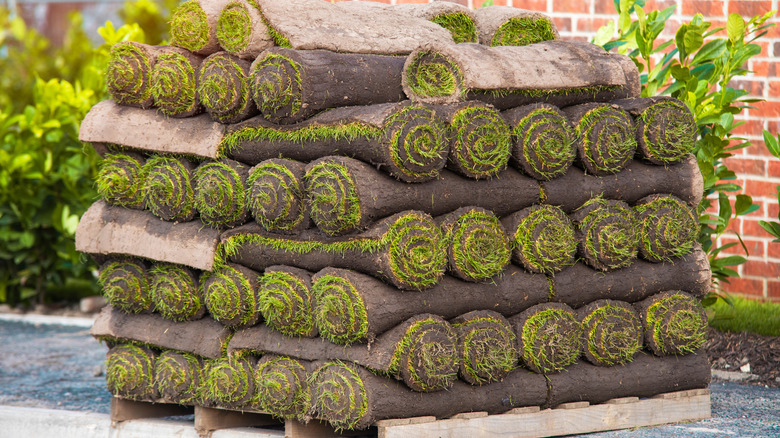 Sod installation mistakes everyone makes & how to avoid them