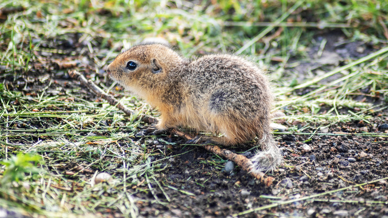 What to do if you find a baby gopher in your yard