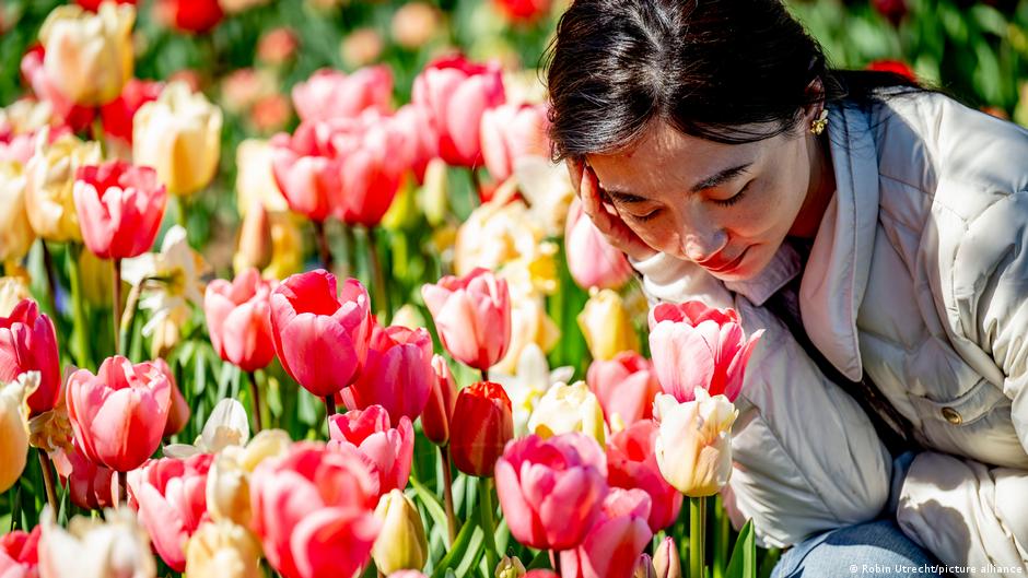 The Netherlands in the grip of tulip fever