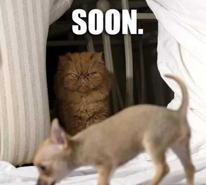 These cat memes somehow nail real life