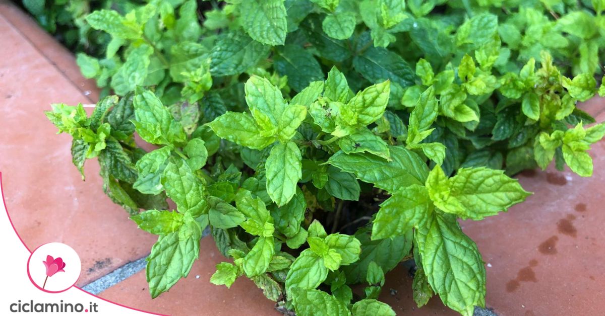 Come contenere la menta prima che invada l’intera aiuola