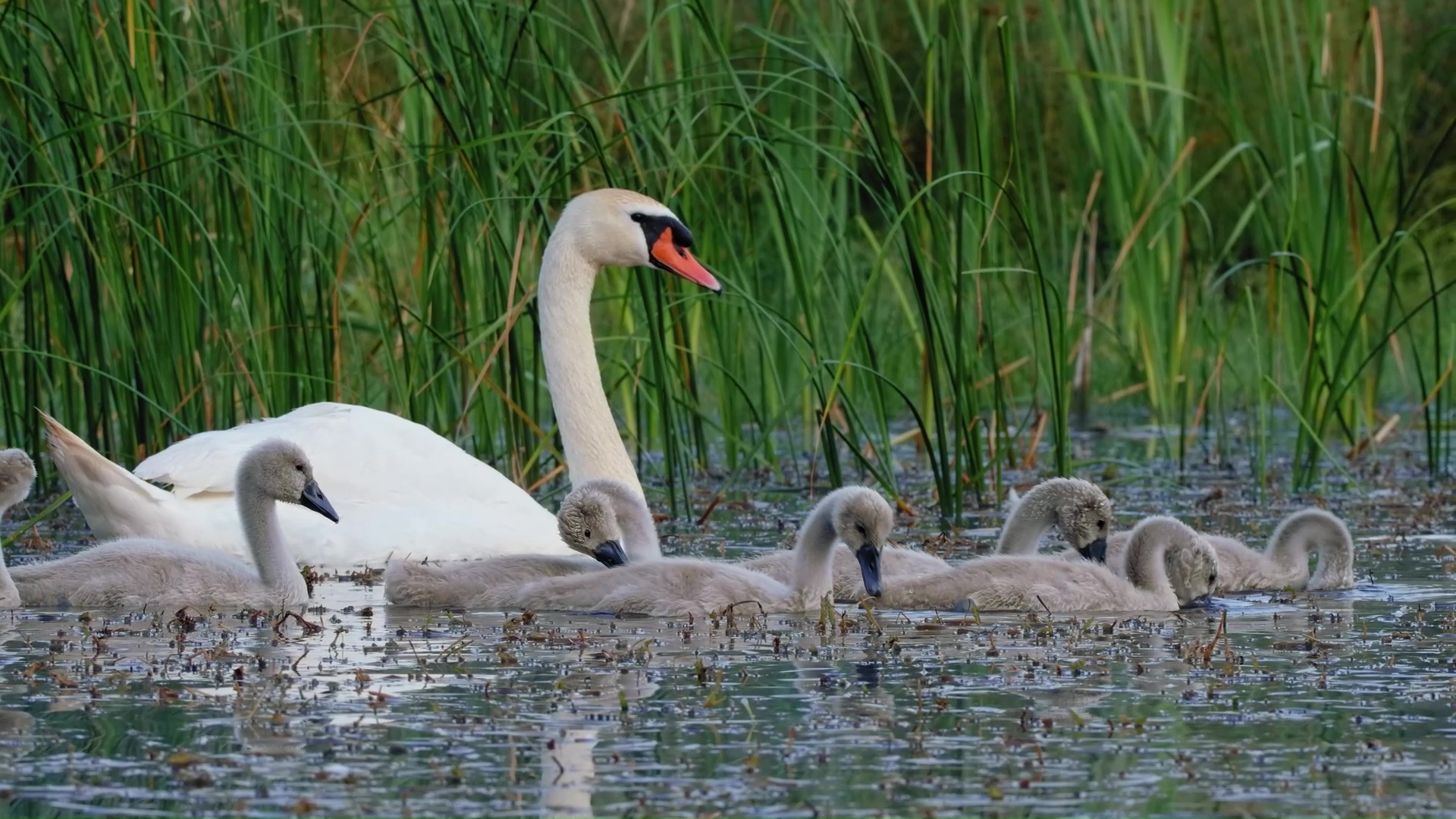 Cisne guía a sus polluelos mientras se alimentan