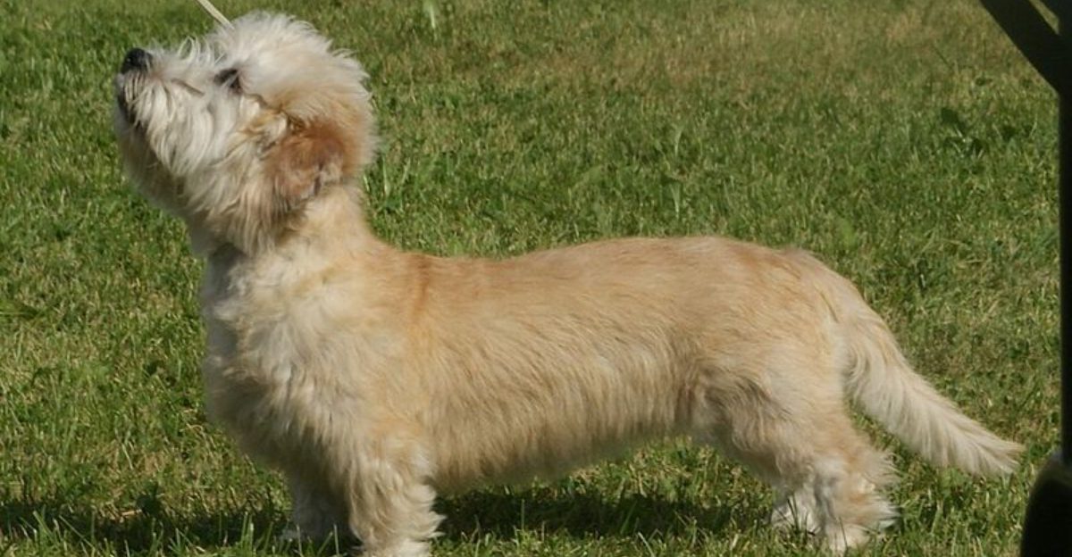 12 forgotten dog breeds and 5 that loyal owners wouldn't trade for anything