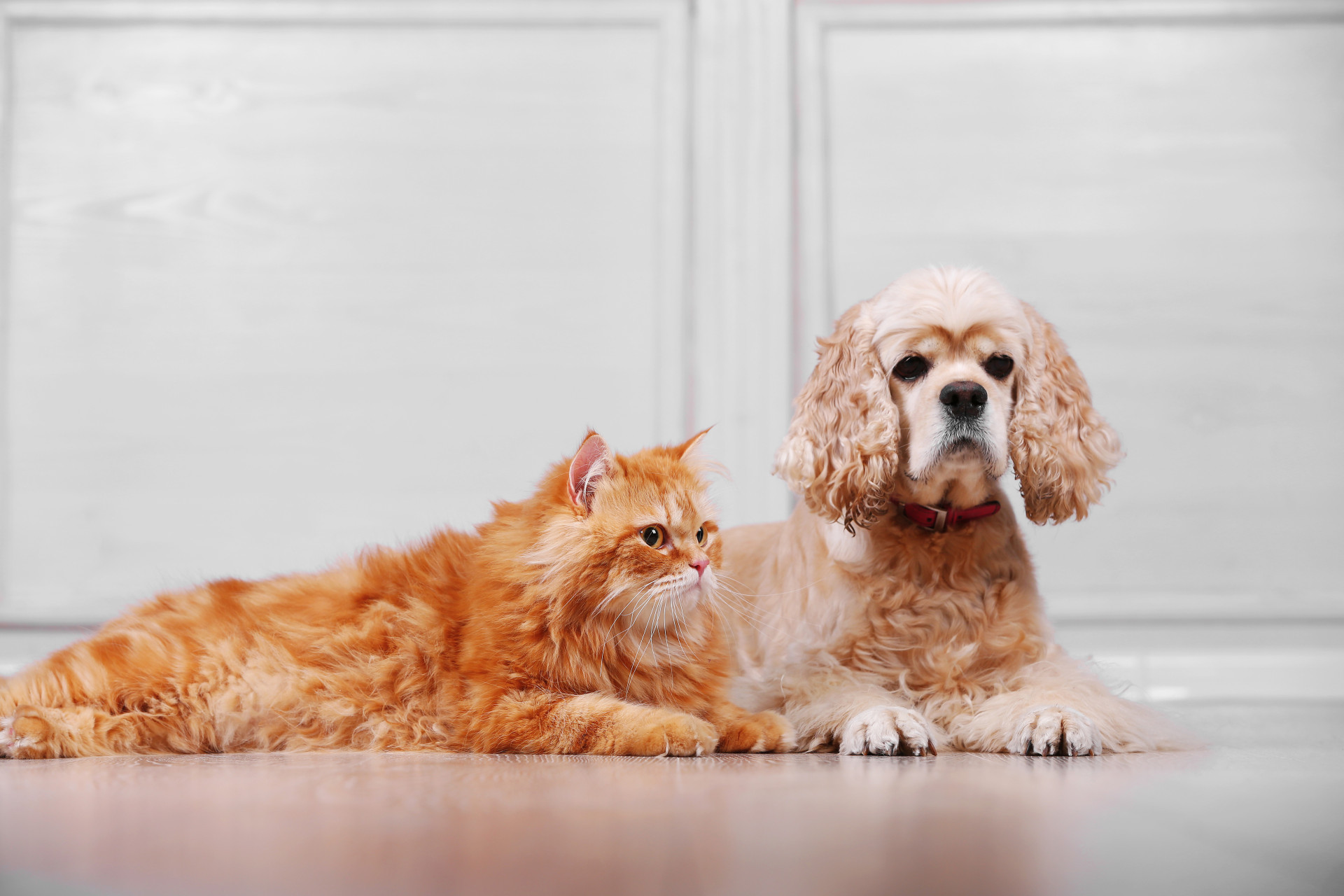 Dog breeds that get along with cats