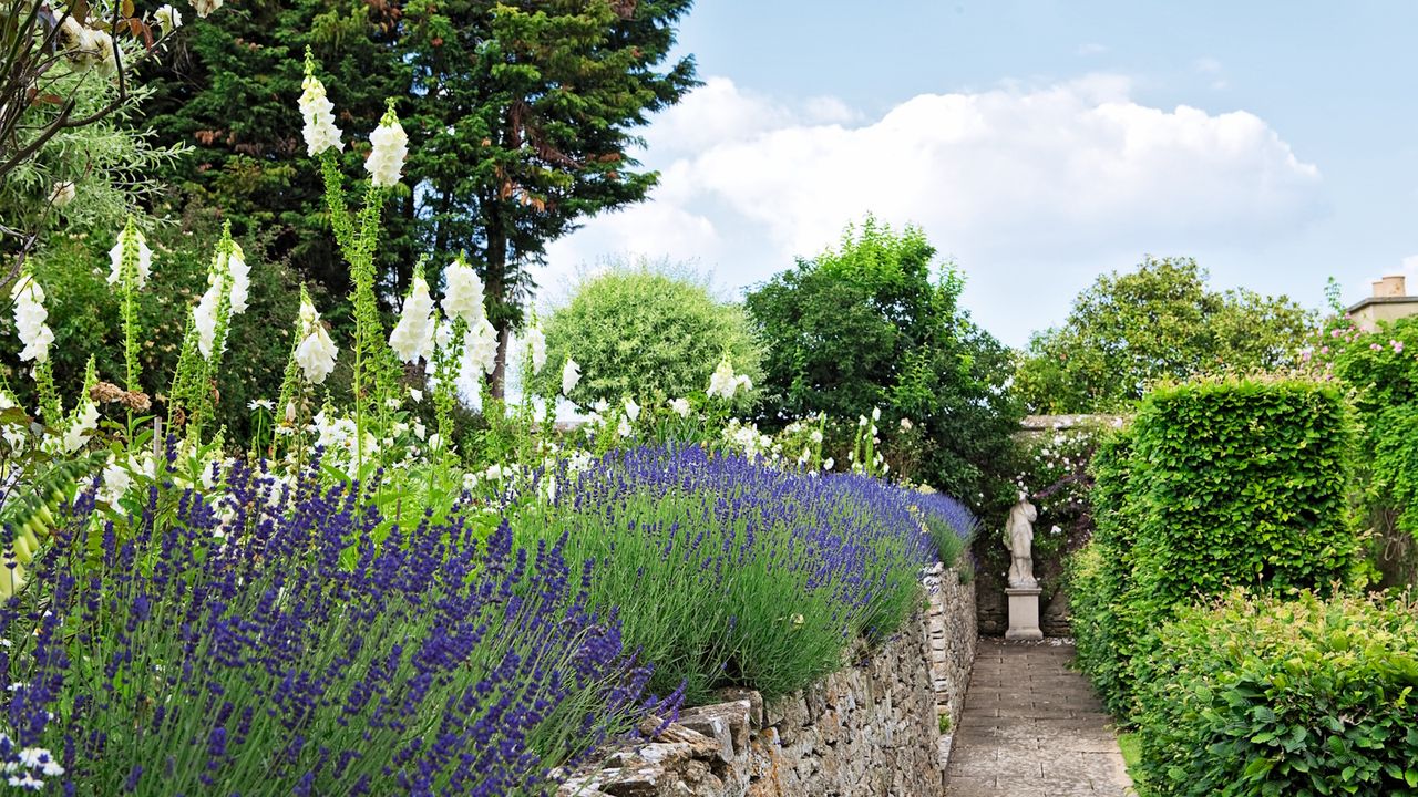 What to do with lavender now in April to set your plant up for its best ...