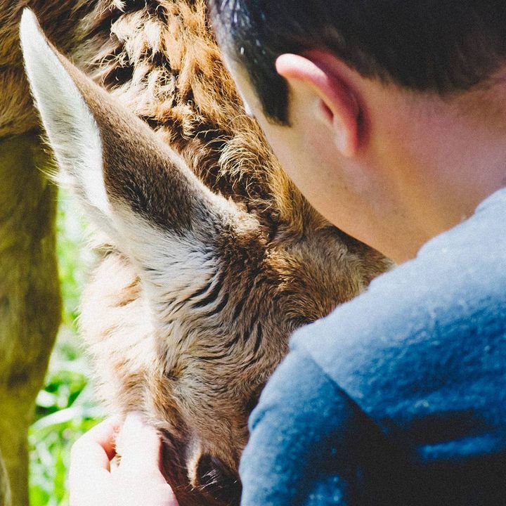 He found a hurt moose calf - she came back