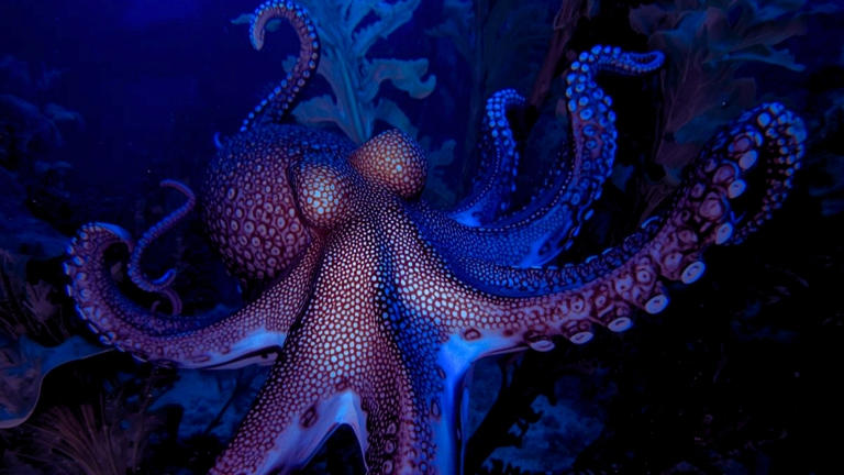 Which is the oldest octopus in the world?